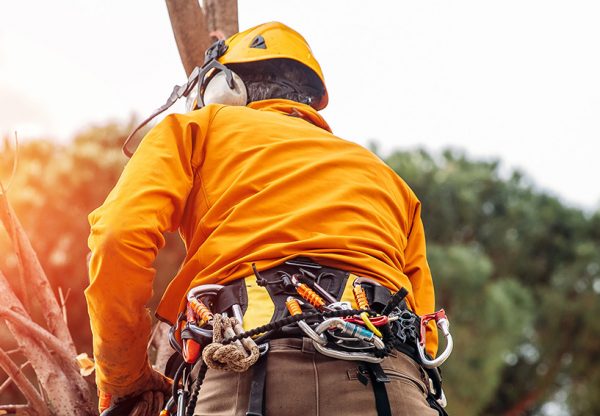 Tree Climbing Arborist Equipment - Radmore & Tucker
